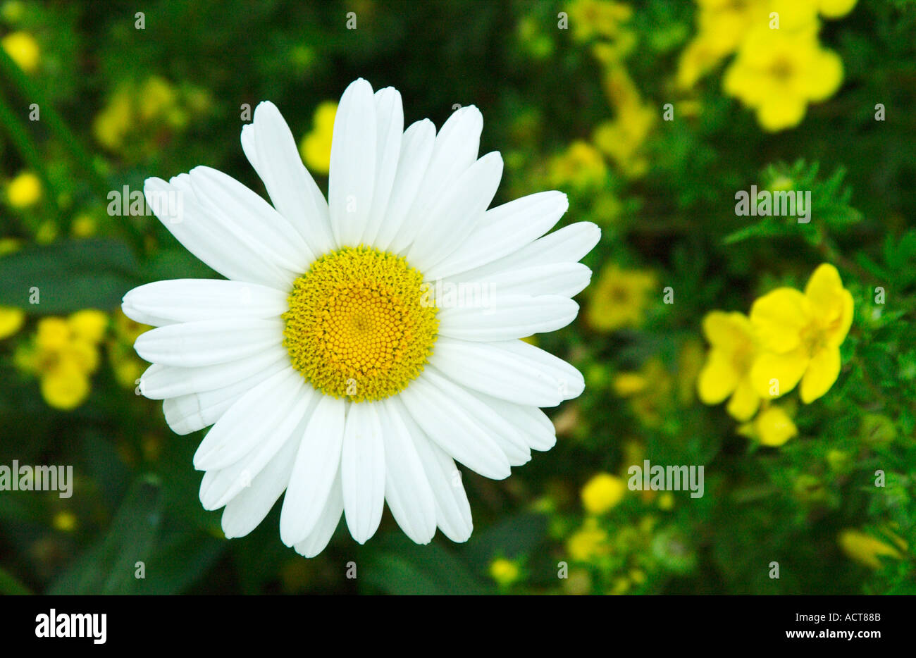 Daisy flower portrait Stock Photo - Alamy