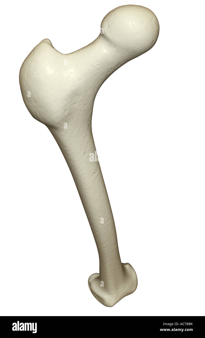 The femur hi-res stock photography and images - Alamy