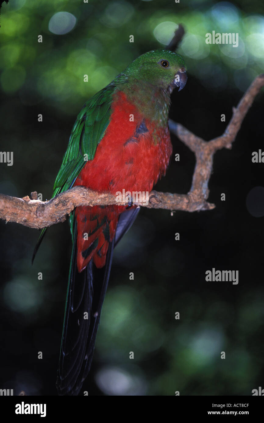 Australian King Parrot Alisterus scapularis Endemic Bird Australia Kike ...