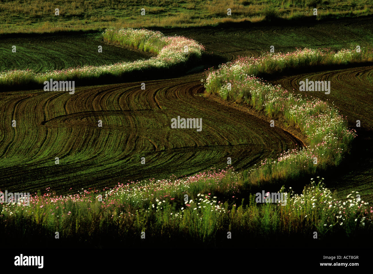 Cosmos growing on the contour ploughed ridges in an agricultural field ...
