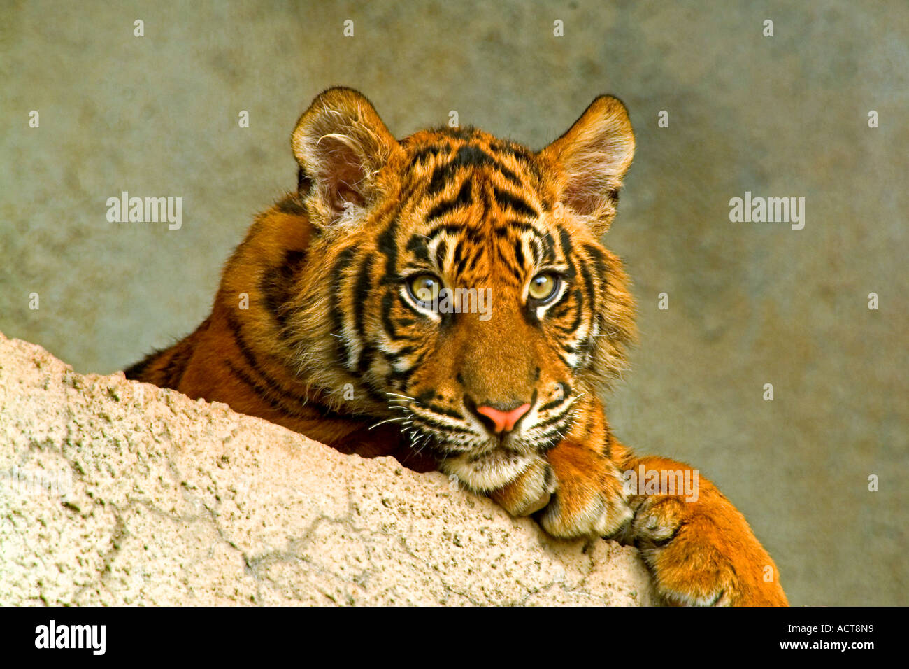 Sumatran Tiger cub, Woodland Park Zoo, Seattle, Washington Stock Photo ...