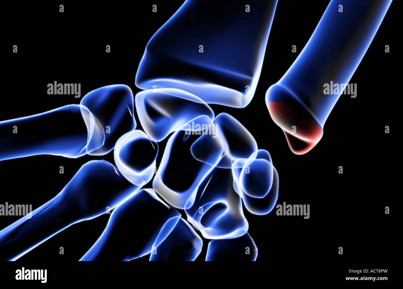 The bones of the wrist Stock Photo - Alamy