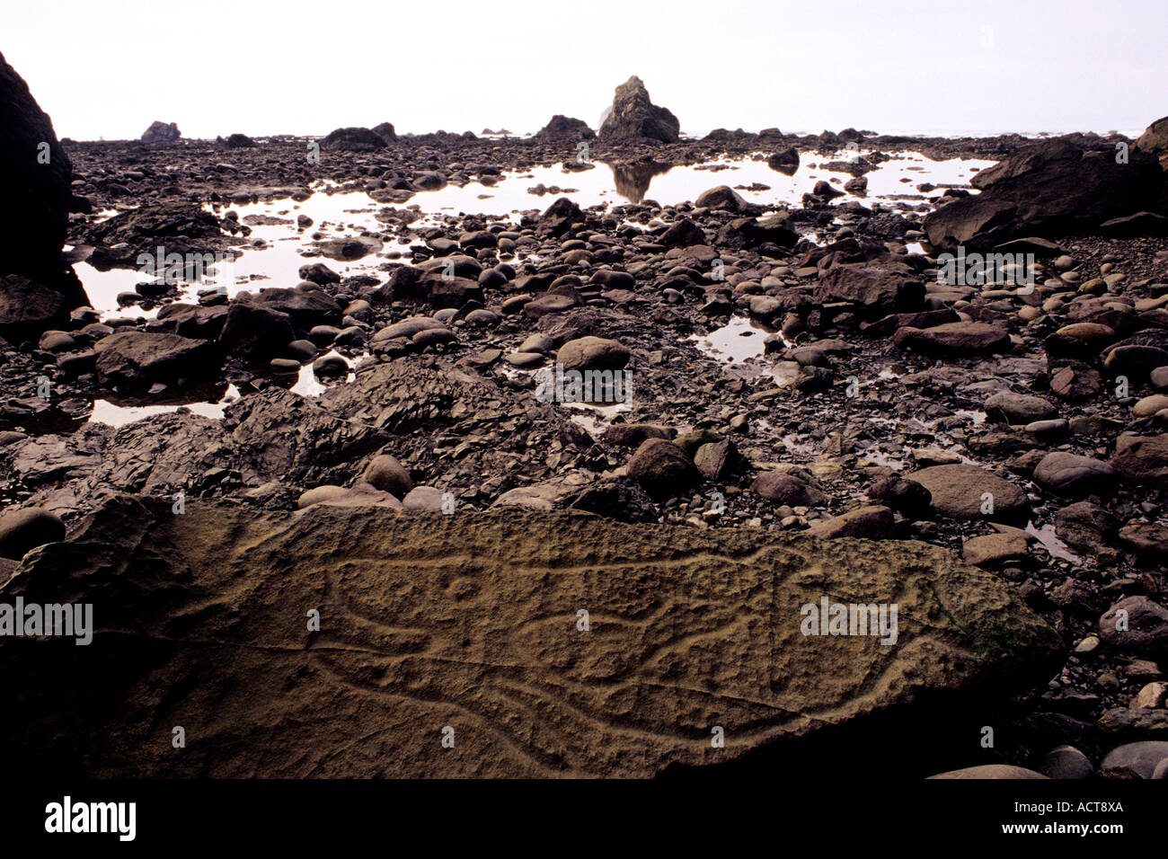 Makah Petroglyph, Wedding Rocks, Olympic National Park, Washington ...