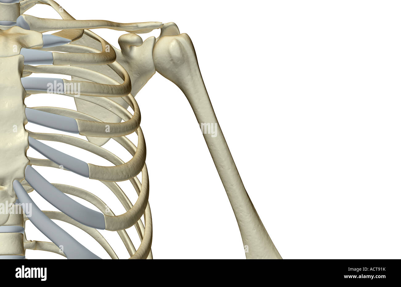 The bones of the shoulder Stock Photo - Alamy