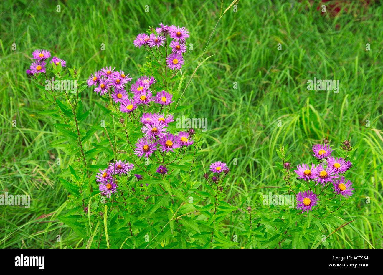 New England aster in the native grasslands of the Canadian priairies Aster novae angliae ...