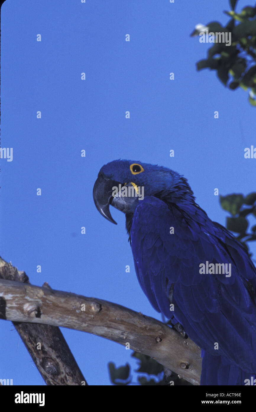 Blue Hyacinth Macaw ANODORHYNCHUS HYACINTHINUS Brazil South America ...