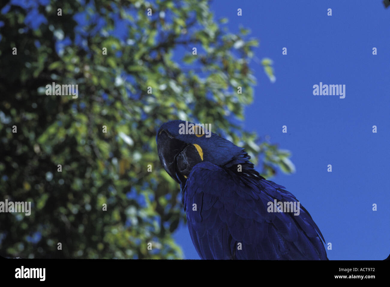 Blue Hyacinth Macaw ANODORHYNCHUS HYACINTHINUS Brazil South America ...