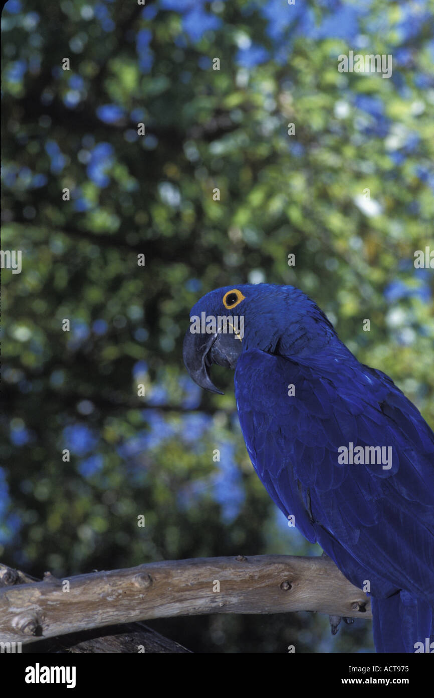 Blue Hyacinth Macaw ANODORHYNCHUS HYACINTHINUS Brazil South America ...