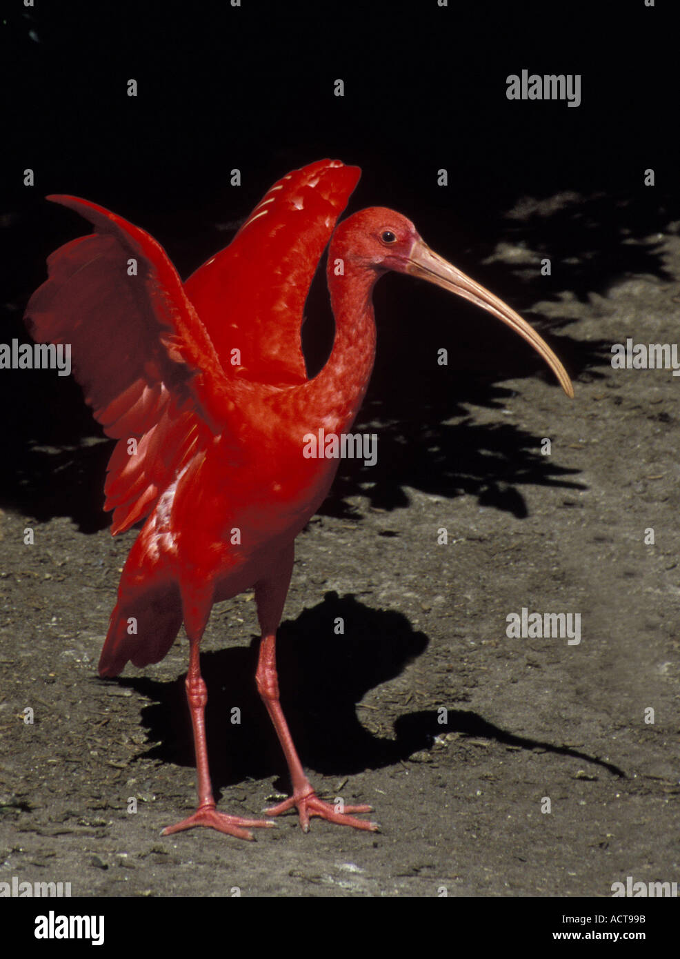 Scarlet Ibis Bird Eudocimus ruber Llanos Orinoco Venezuela red Kike ...
