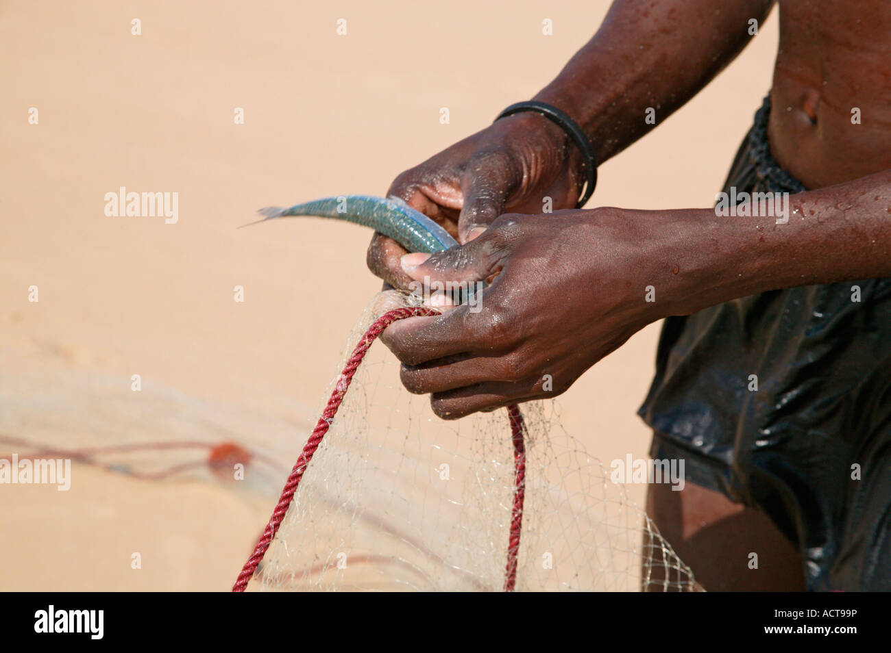 Fisherman removing a freshly caught Half beak fish from his net Barra ...