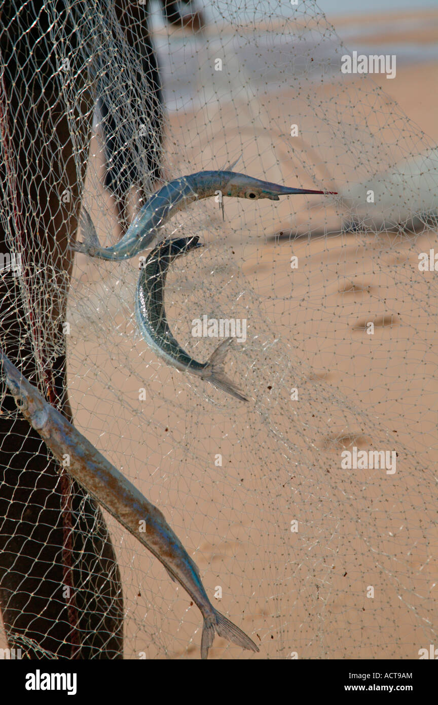 Freshly caught Half beak fish in a fishing net Barra Inhambane Province ...