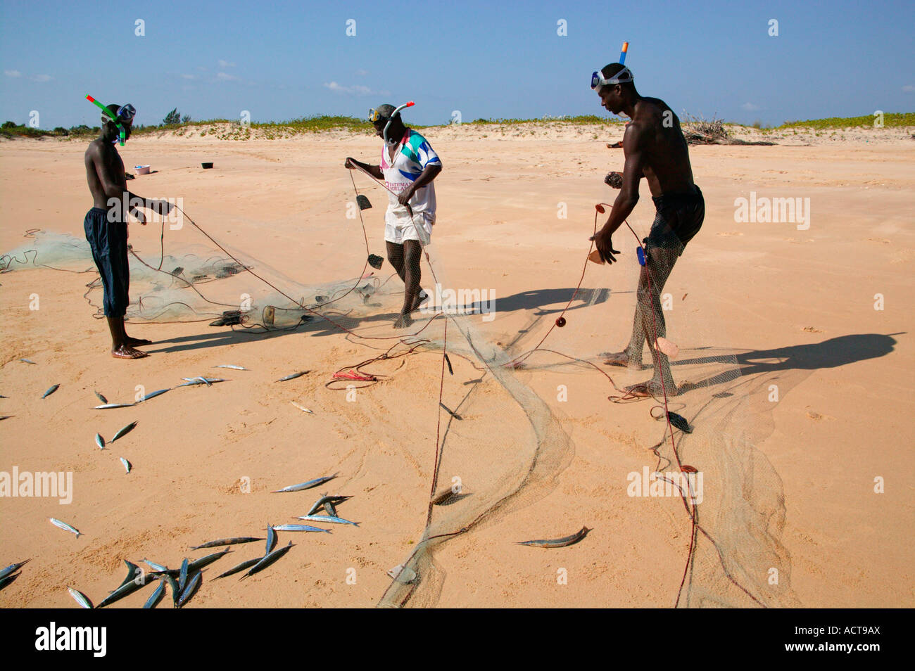 Fisherman removing a freshly caught Half beak fish from his net Barra ...