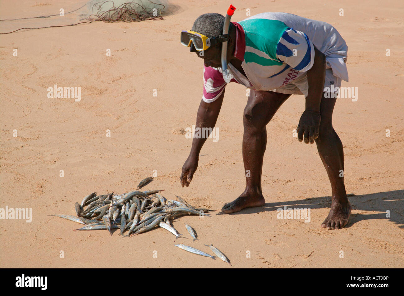 Fisherman collecting freshly caught Half beak fish caught in their net ...