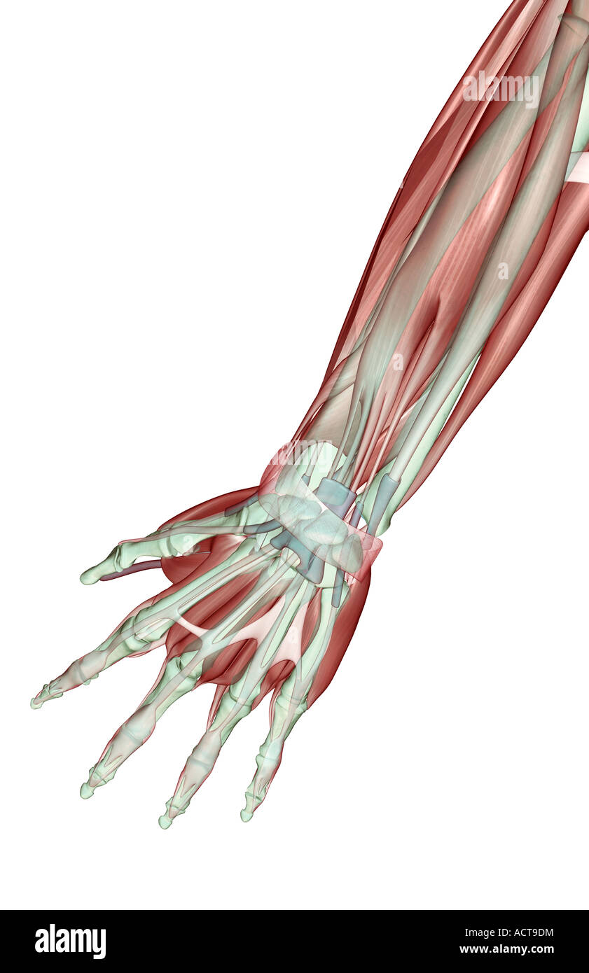 The musculoskeleton of the forearm Stock Photo - Alamy