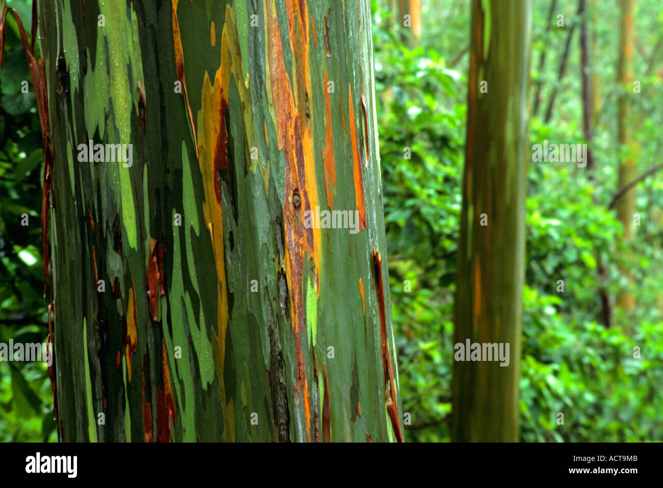 Painted Eucalyptus Trees, Arenal, Costa Rica Stock Photo - Alamy