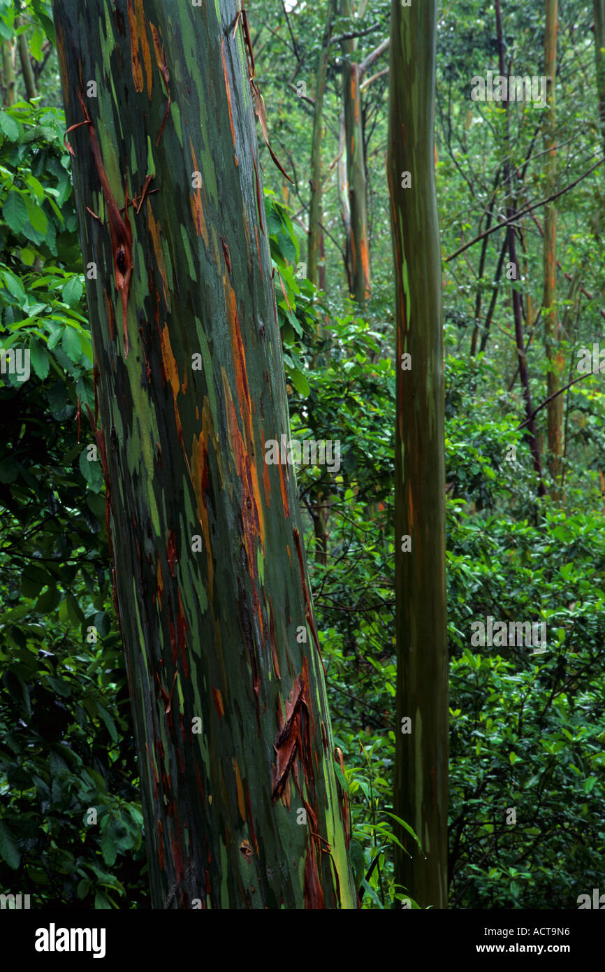 Painted Eucalyptus trees, Arenal, Costa Rica Stock Photo - Alamy