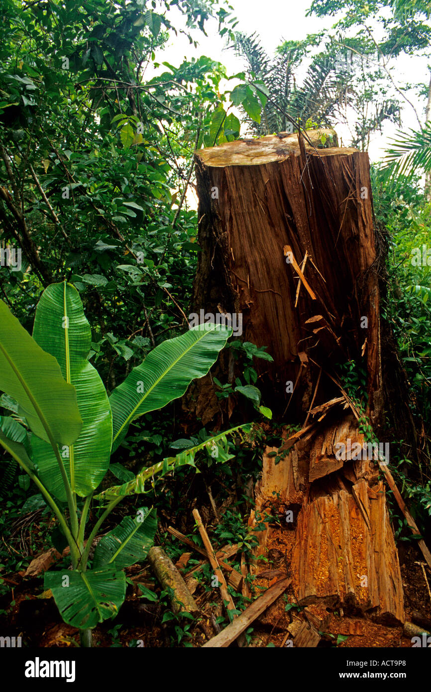 Rainforest logging belize hi-res stock photography and images - Alamy