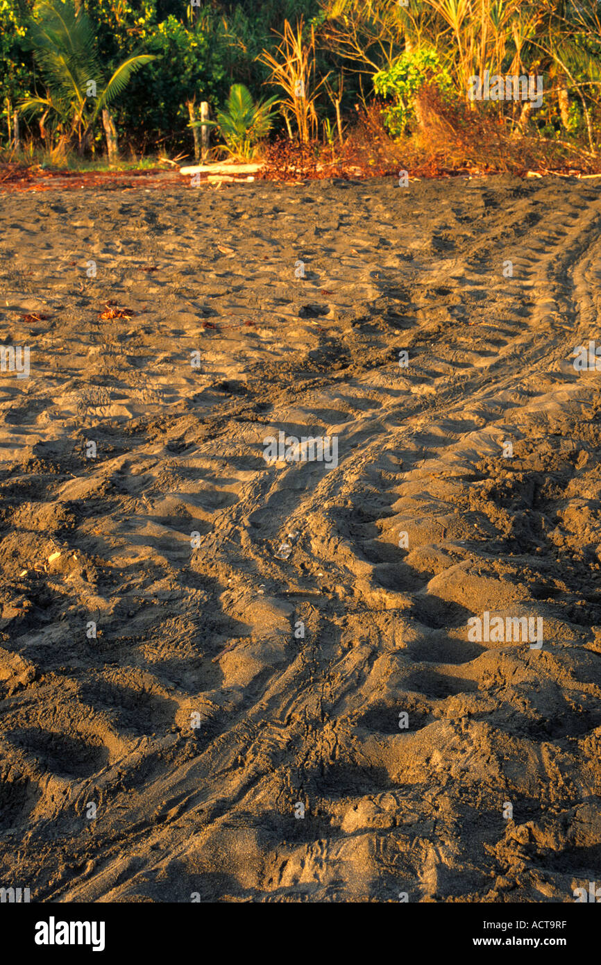 Vertical endangered turtle tortuga reptile eggs poaching threatened ...