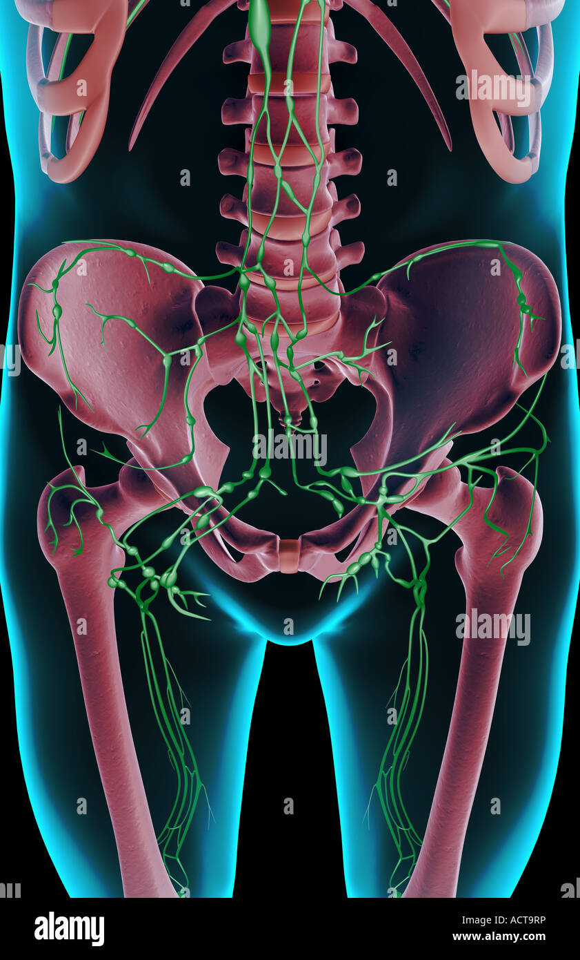 Inguinal lymph nodes hi-res stock photography and images - Alamy
