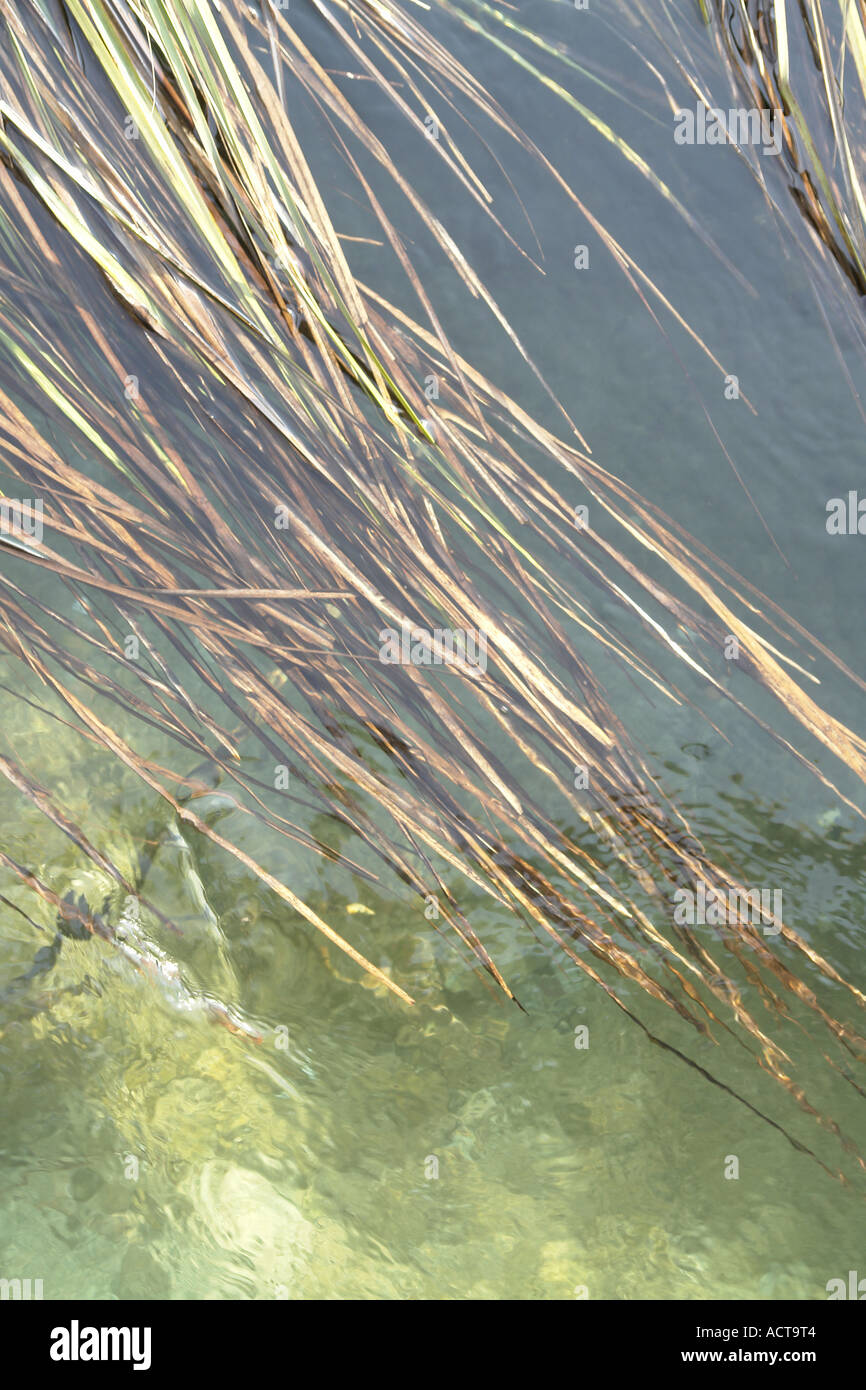 seagrass in water Stock Photo - Alamy