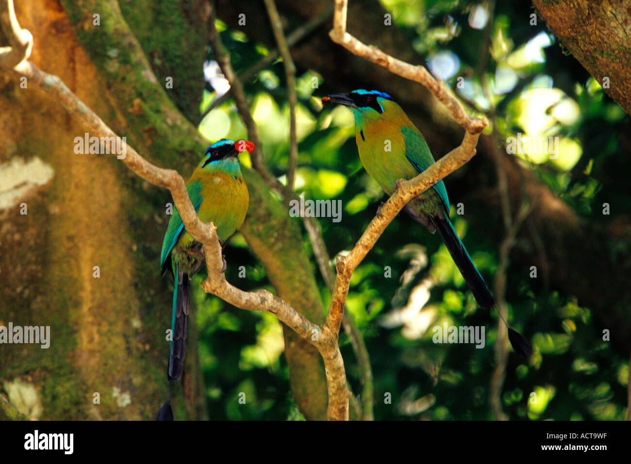 Breeding pair of Blue-crowned Motmot, Momotus momota, Monteverde cloud ...