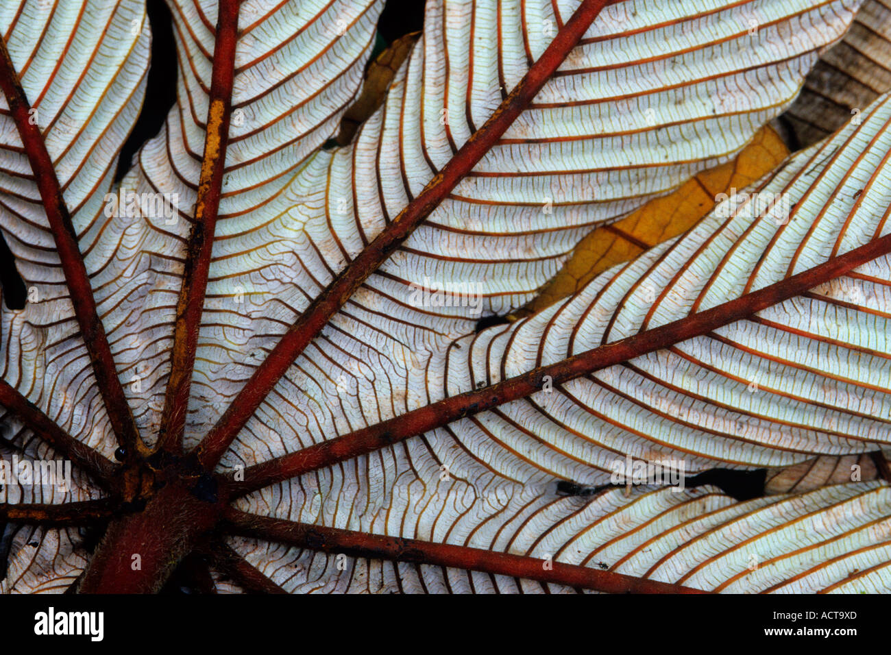Cecropia Leaf, Monteverde Cloud Forest Preserve, Costa Rica Stock Photo ...