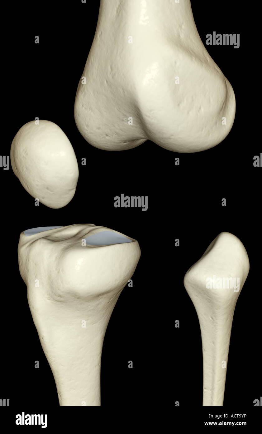 Medial femoral condyle hi-res stock photography and images - Alamy