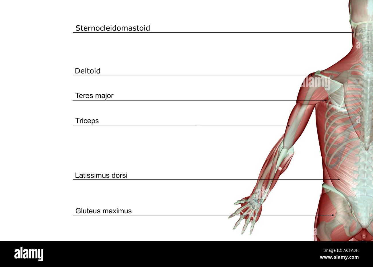 Labeled illustration muscles human back hi-res stock photography and ...