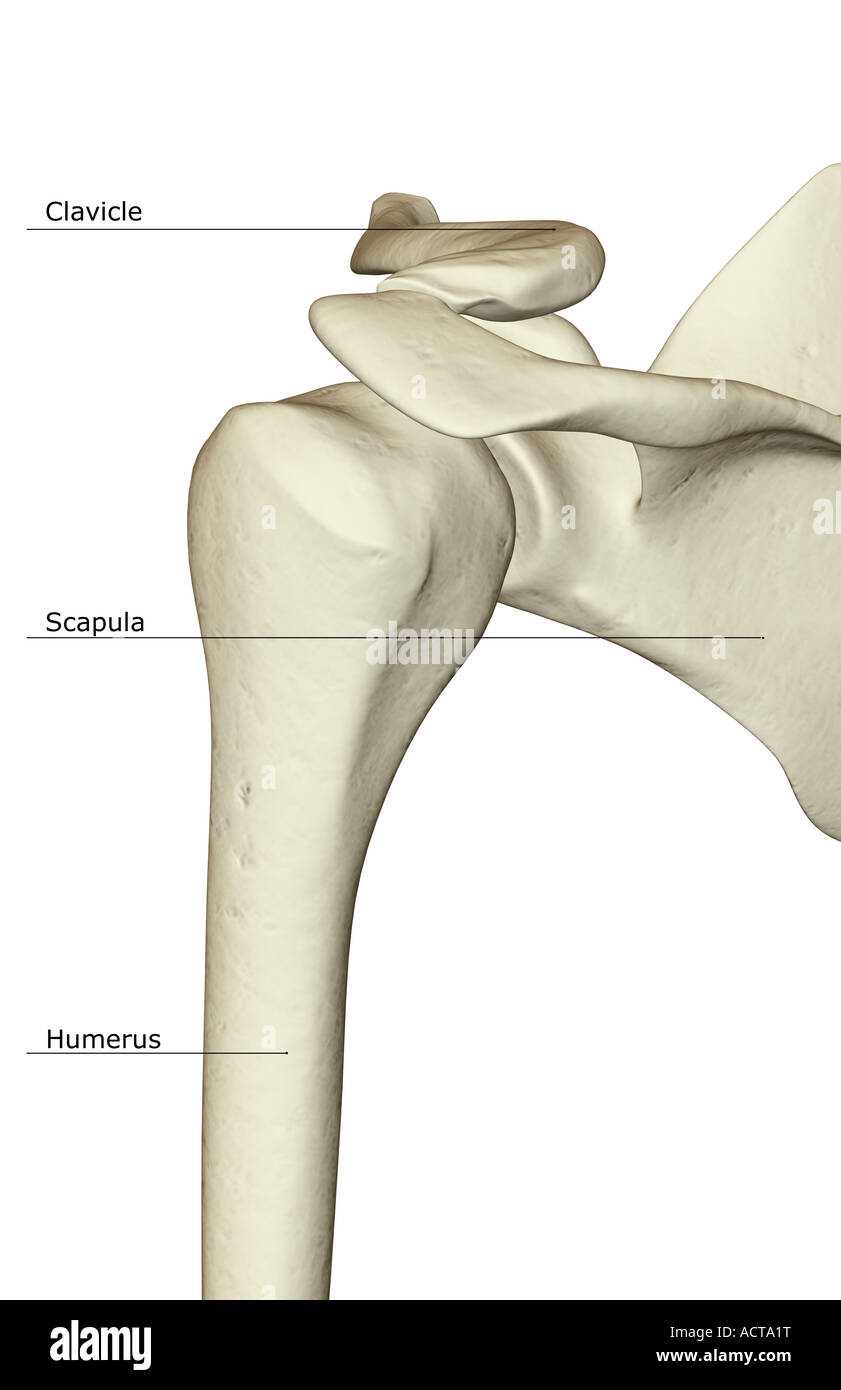 Labeled human bones hi-res stock photography and images - Alamy