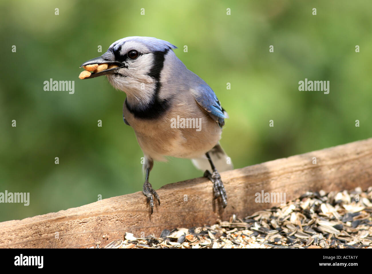 Blue Jay at bird feeder with four nuts in beak Stock Photo - Alamy