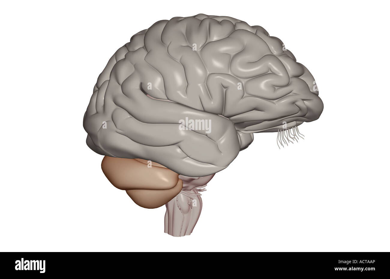 Motor cortex hi-res stock photography and images - Alamy