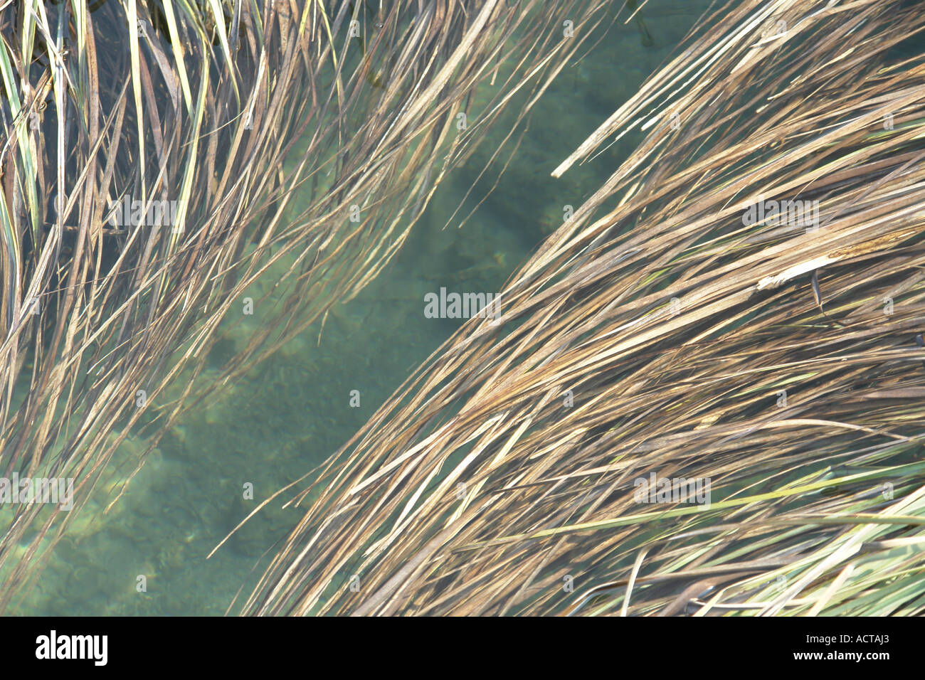 seagrass in water Stock Photo - Alamy