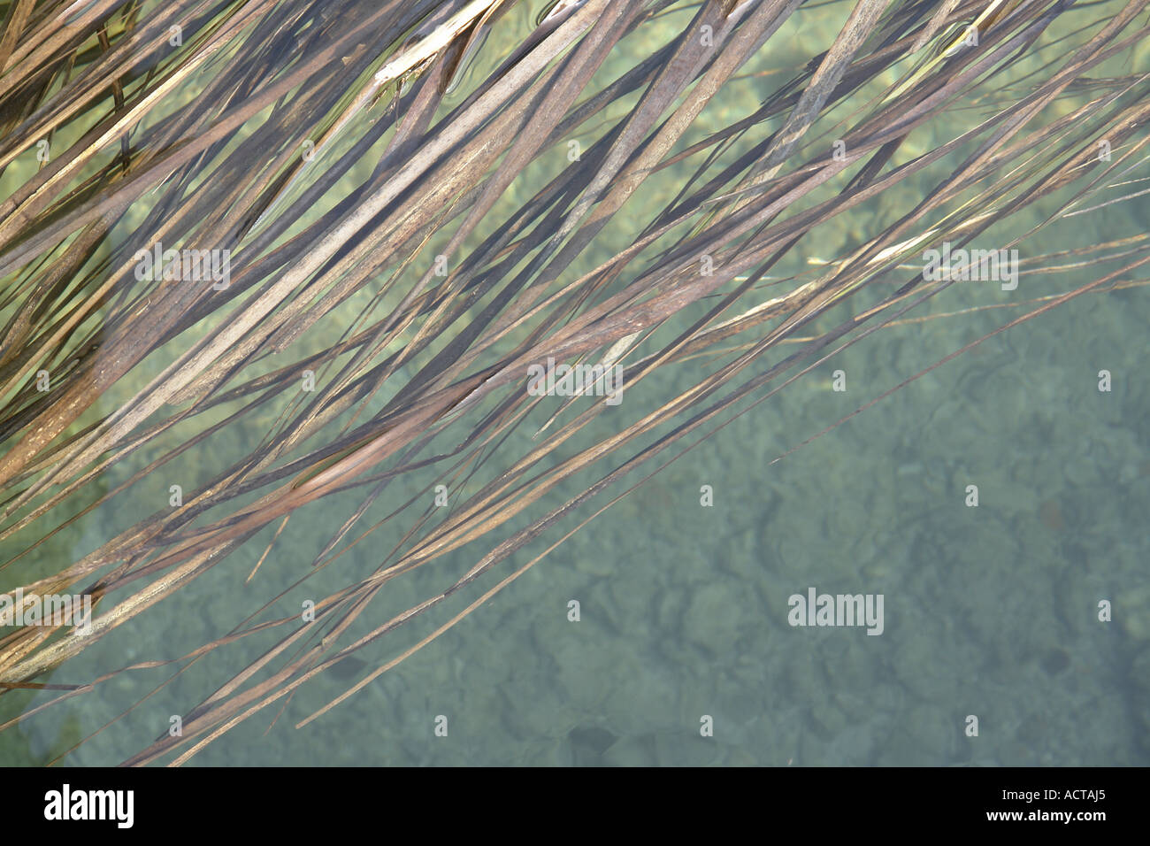 seagrass in water Stock Photo - Alamy