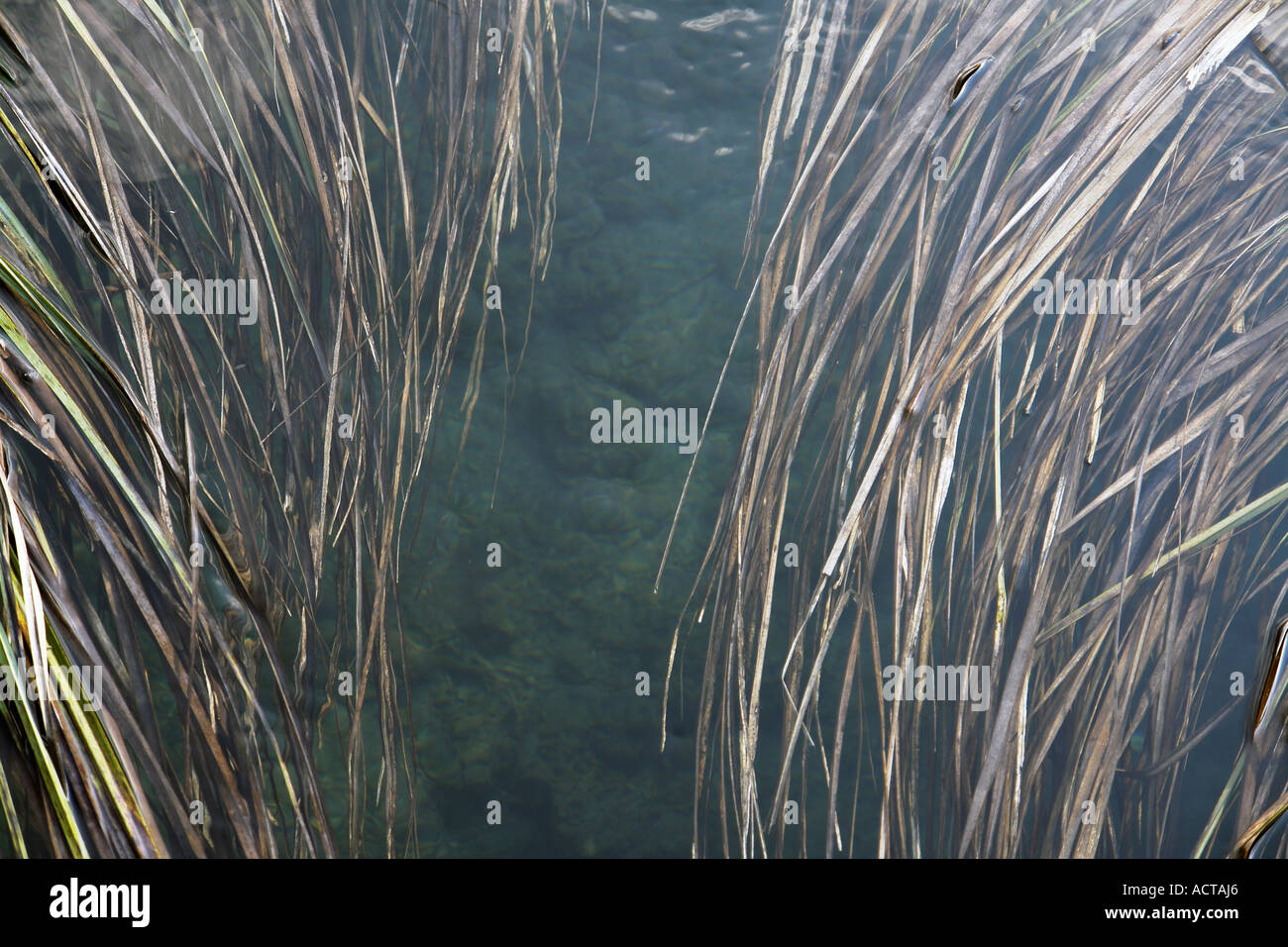 seagrass in water Stock Photo - Alamy
