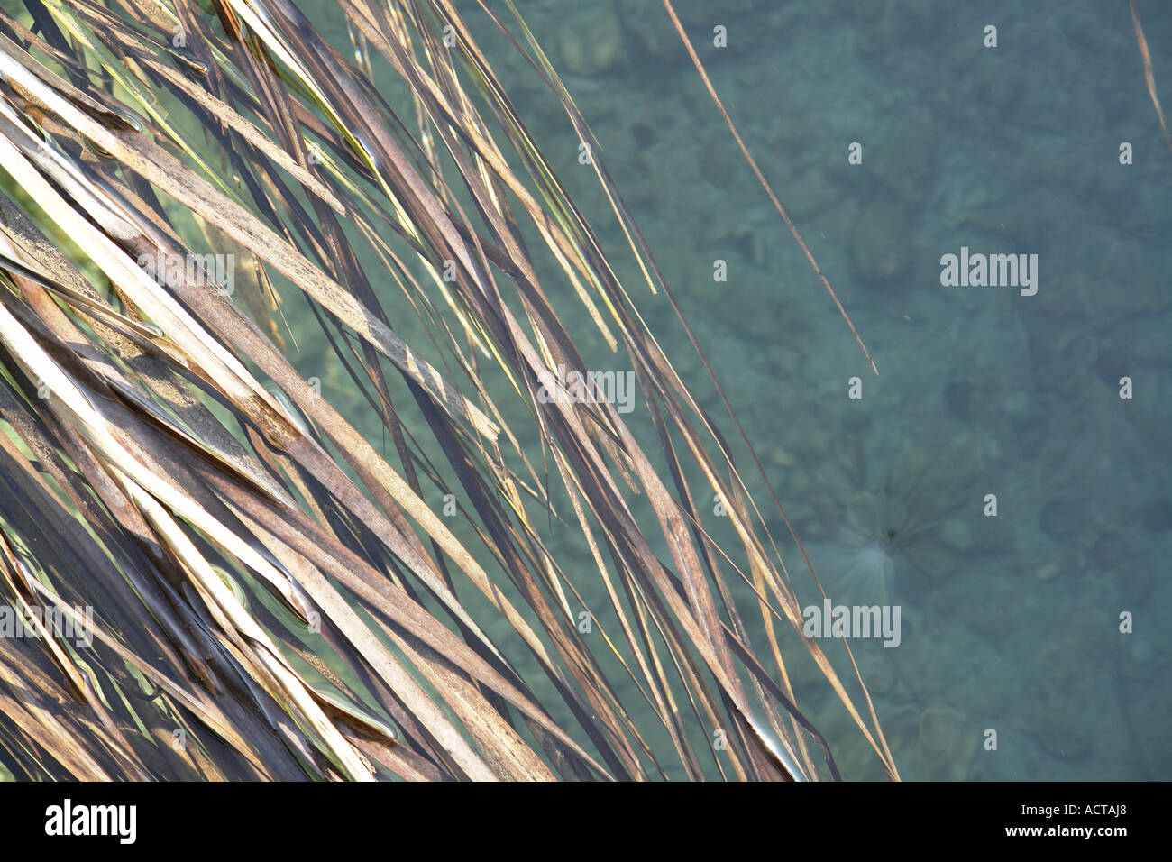 seagrass in water Stock Photo - Alamy