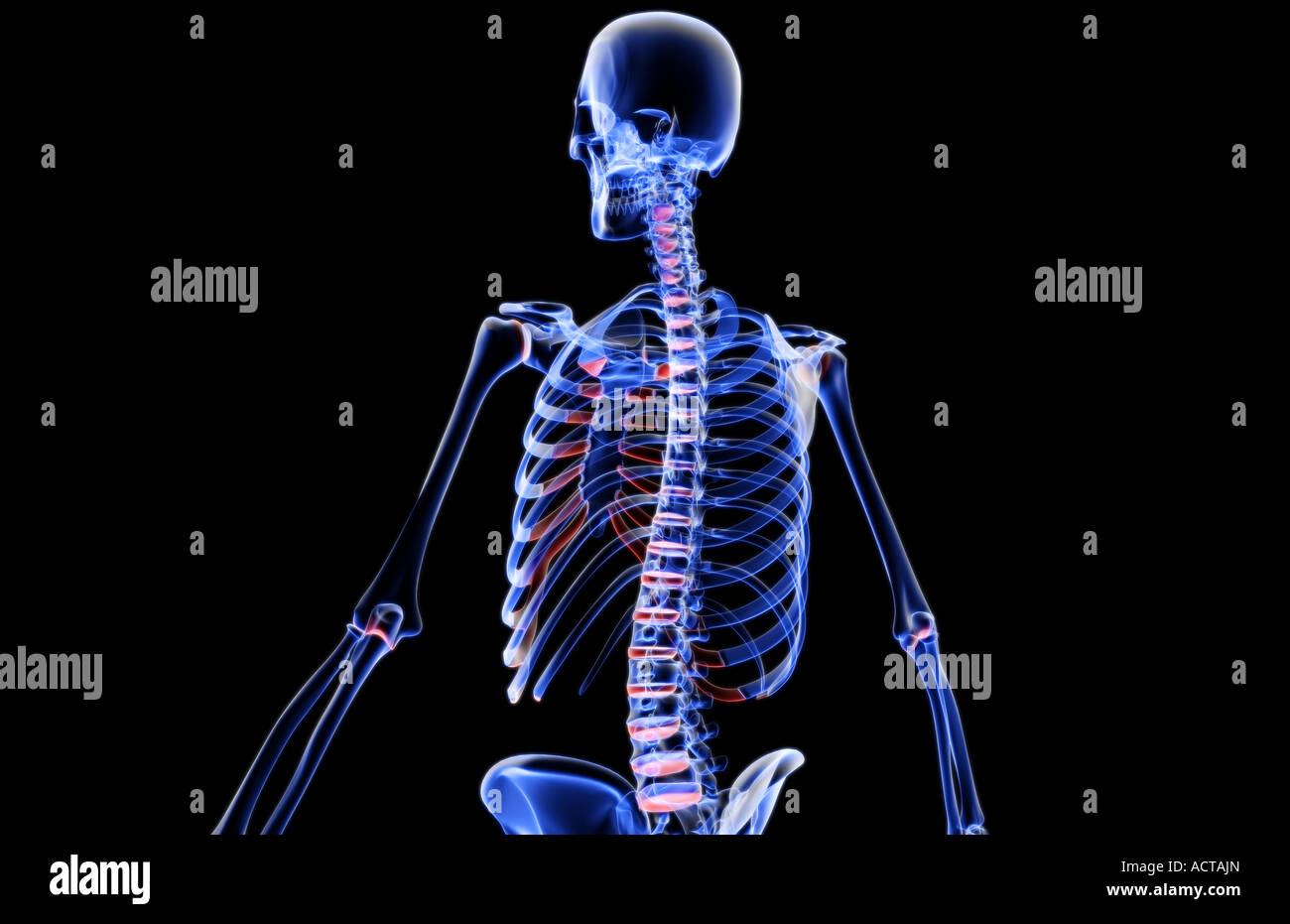 The bones of the upper body Stock Photo - Alamy