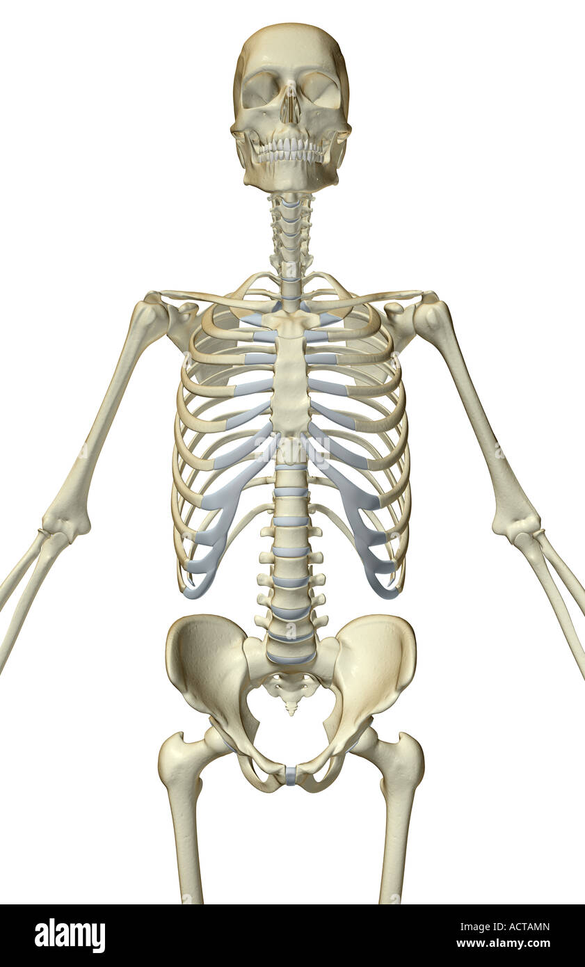Upper body bones hi-res stock photography and images - Alamy