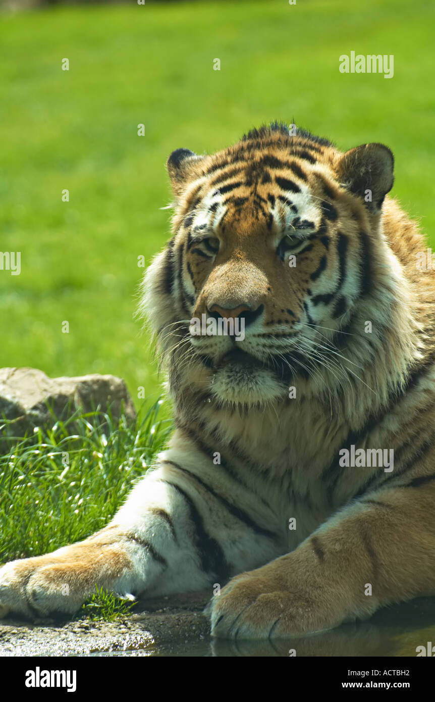 A Relaxed Tiger Stock Photo - Alamy