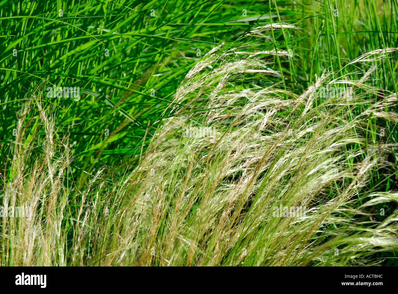 "Grasses moving in breeze Stock Photo - Alamy
