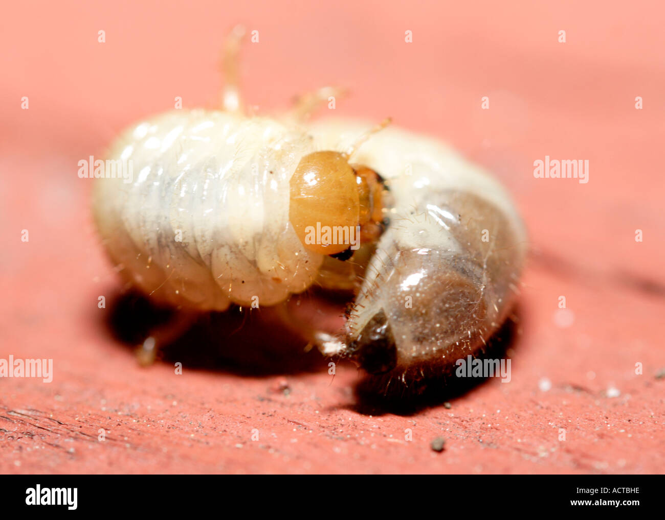 White grub larva phyllophaga crinita hi-res stock photography and ...
