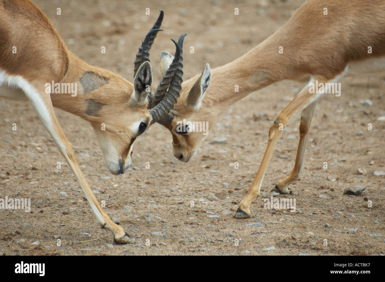 Gazelle mating hi-res stock photography and images - Alamy