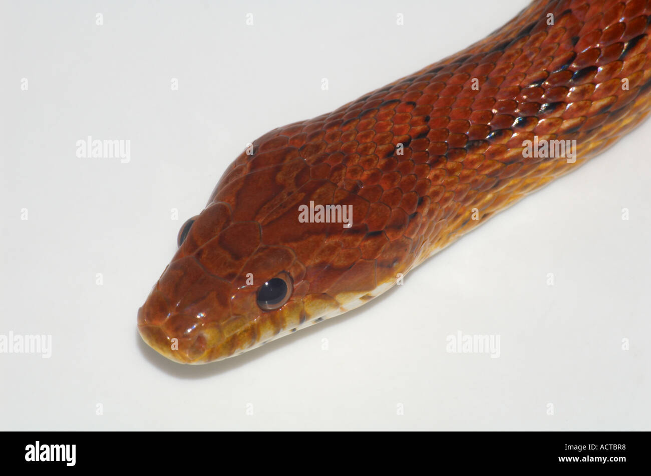 Cornsnake hi-res stock photography and images - Alamy