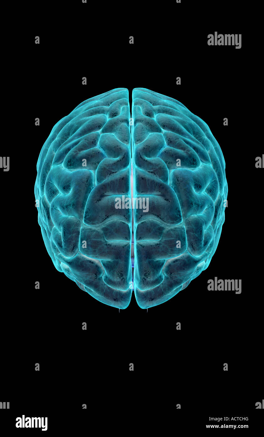Primary motor cortex hi-res stock photography and images - Alamy