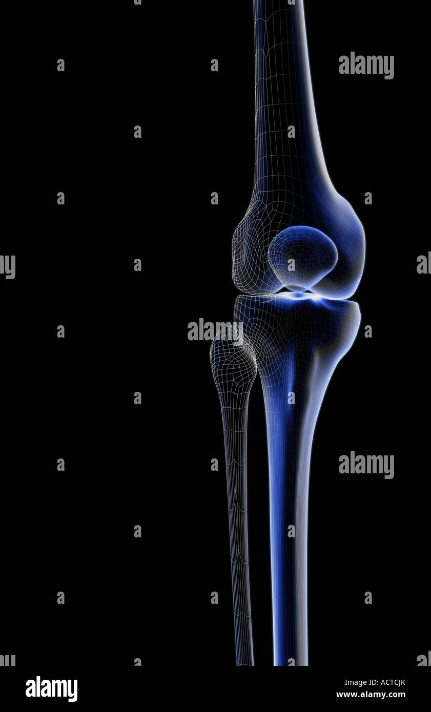The bones of the knee Stock Photo - Alamy