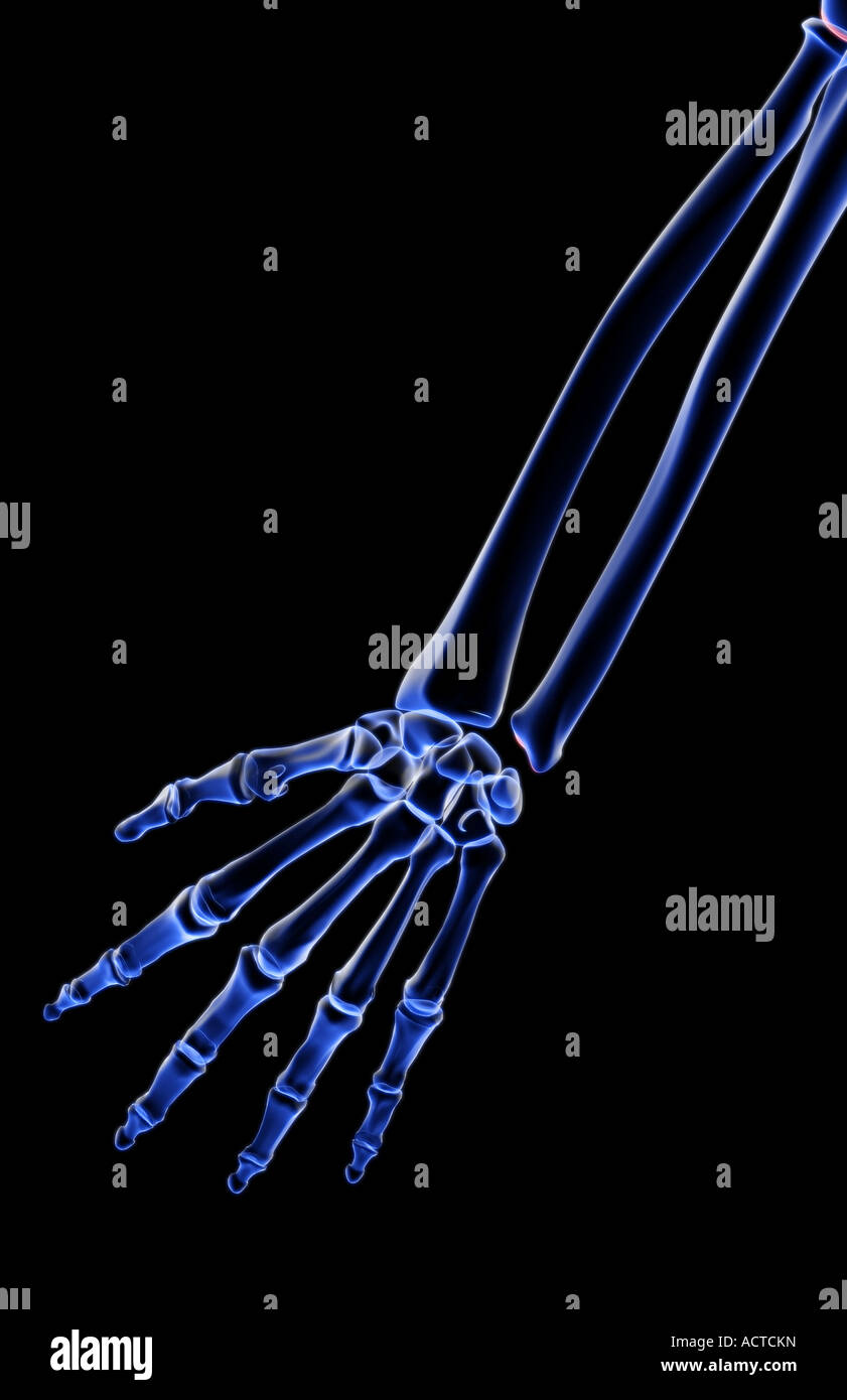 The bones of the forearm Stock Photo - Alamy