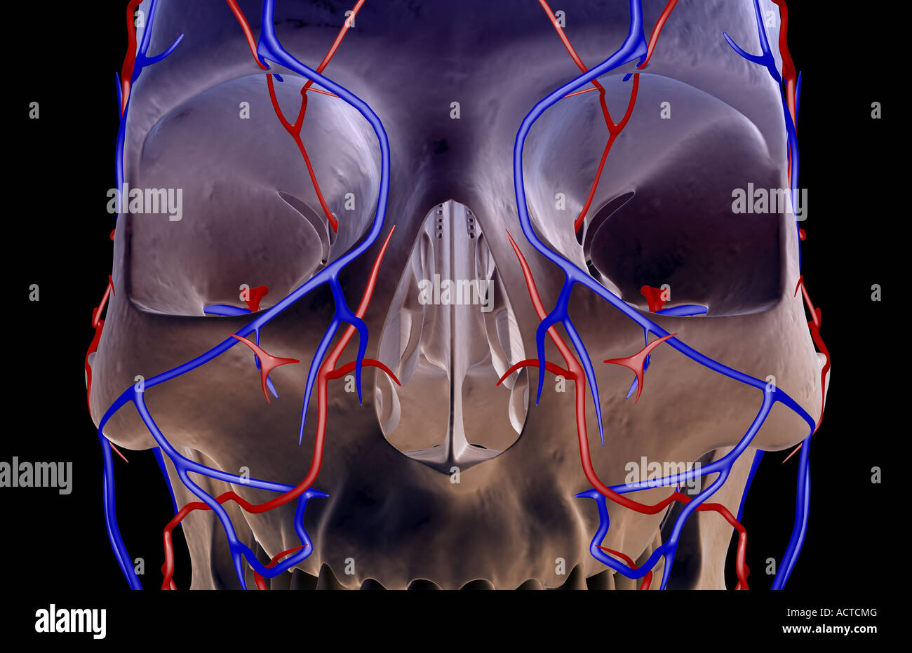 The blood supply of the face Stock Photo - Alamy