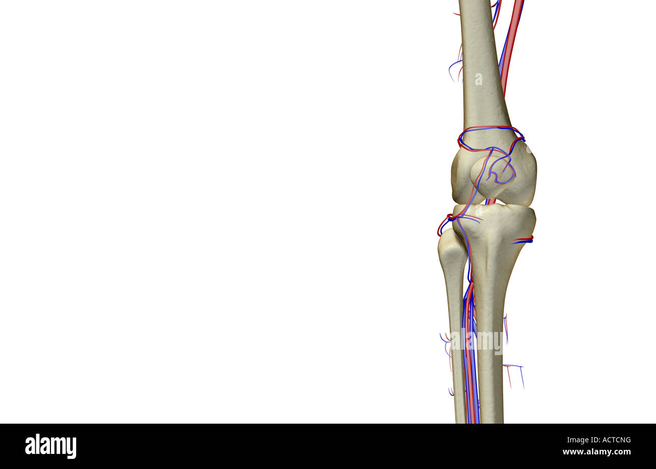 The blood supply of the knee Stock Photo - Alamy