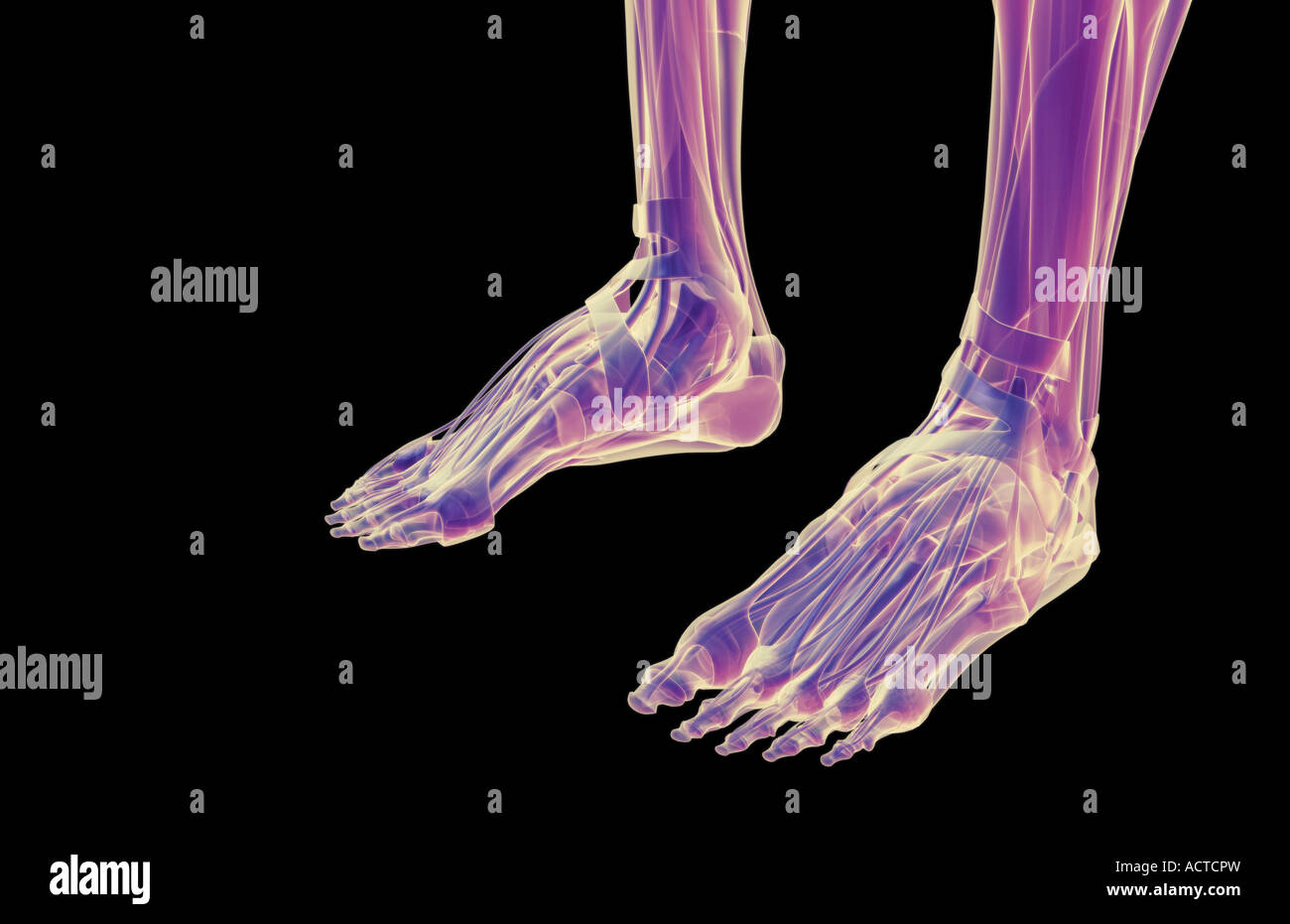 The muscles of the feet Stock Photo - Alamy