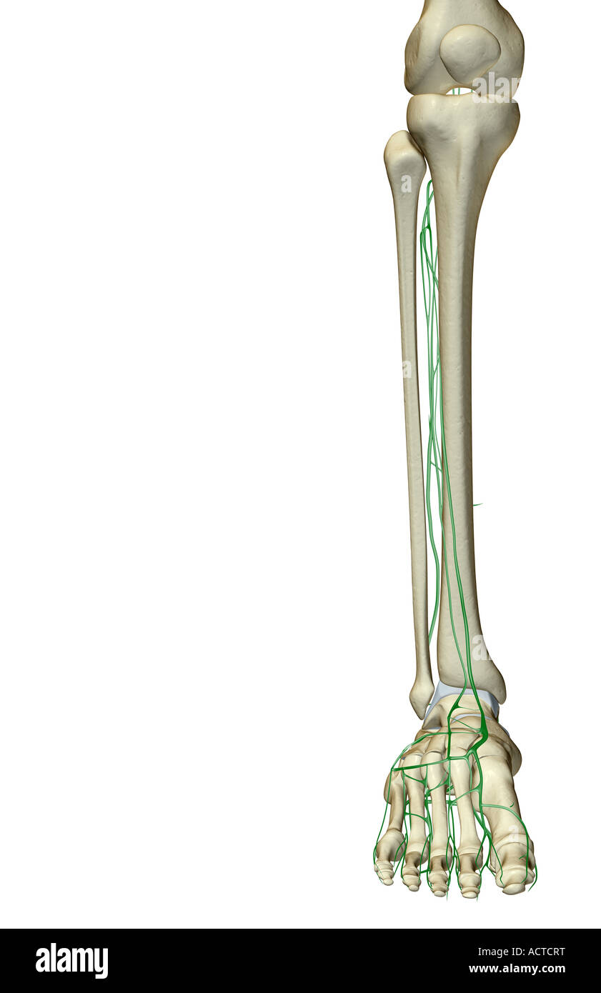 Lymph illustration legs hi-res stock photography and images - Alamy