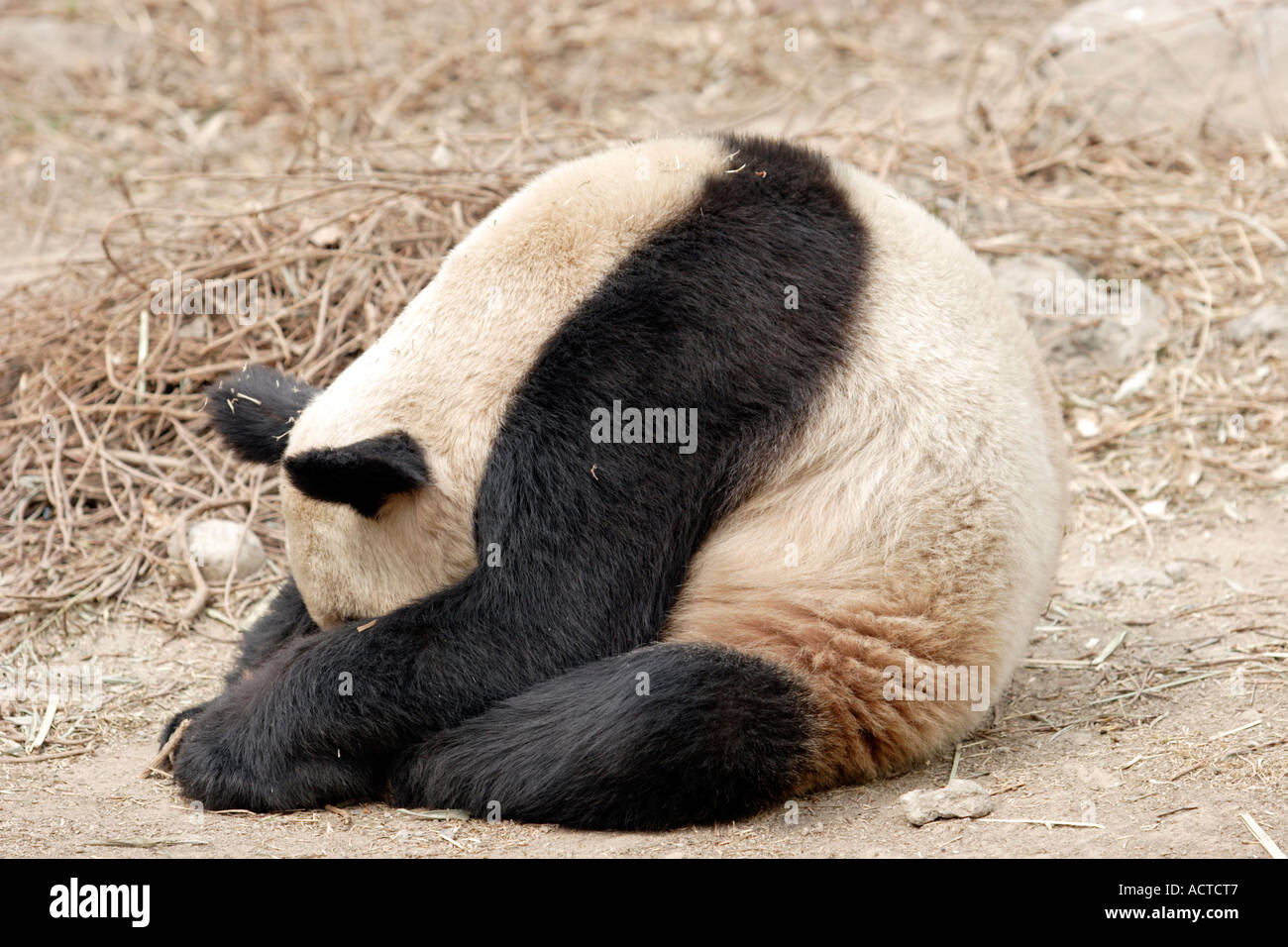 Panda sleeping in a sitting position in zoo in Beijing, China Stock ...